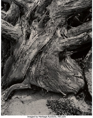 Cypress, Point Lobos by Edward Weston on artnet