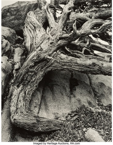Cypress, Point Lobos by Edward Weston on artnet
