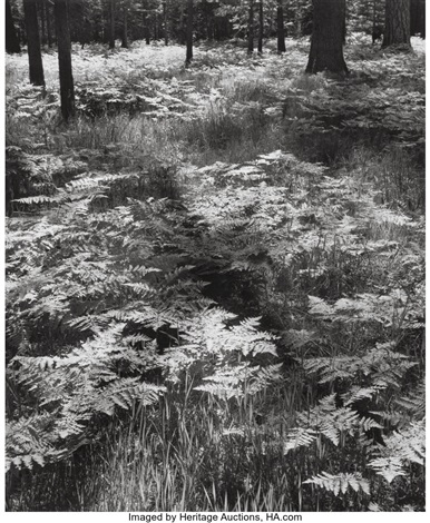 Ferns, Valley Floor, Yosemite National Park, California by Ansel Adams ...