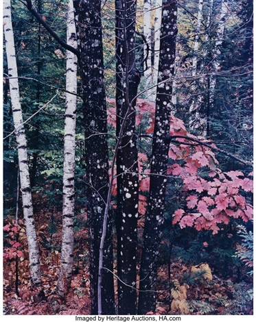 Intimate Landscapes, 1956-1977 10 works by Eliot Porter on artnet
