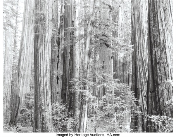 Rockefeller Grove, Humboldt Park, California by John Szarkowski on artnet