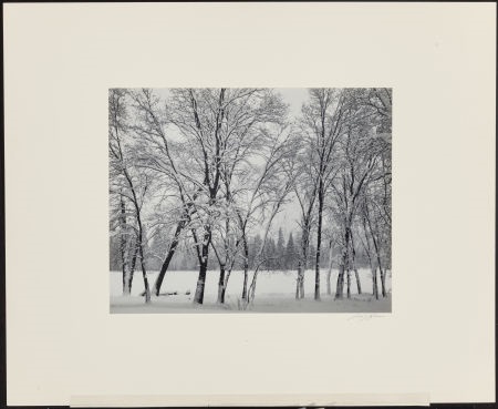 Oak Tree, Winter, Yosemite Valley, by Ansel Adams on artnet