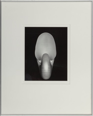 Shell 15 by Edward Weston on artnet