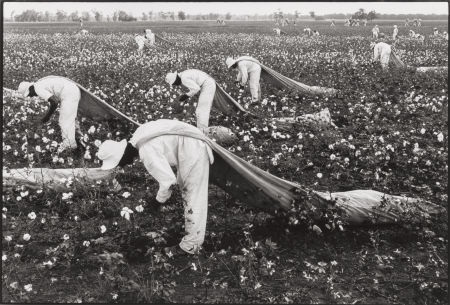 Cotton Pickers, Ferguson Unit, TDCJ, Texas, by Danny Lyon on artnet
