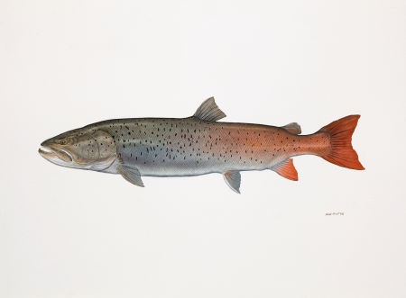 Siberian taimen, big, the 50 greatest world record catches,pages 168 ...