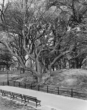 American Elm, Central Park, New York Aus der Serie New York Arbor by ...