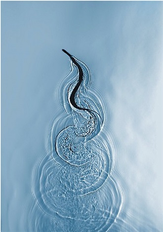 Untitled by Adam Fuss on artnet