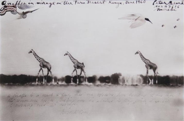 Giraffes in mirage on the tarn desert by Peter Beard on artnet