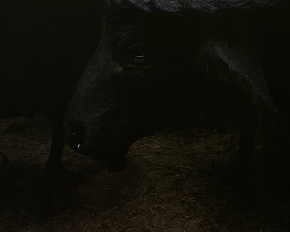 THE BEAST by Hugo Tillman on artnet