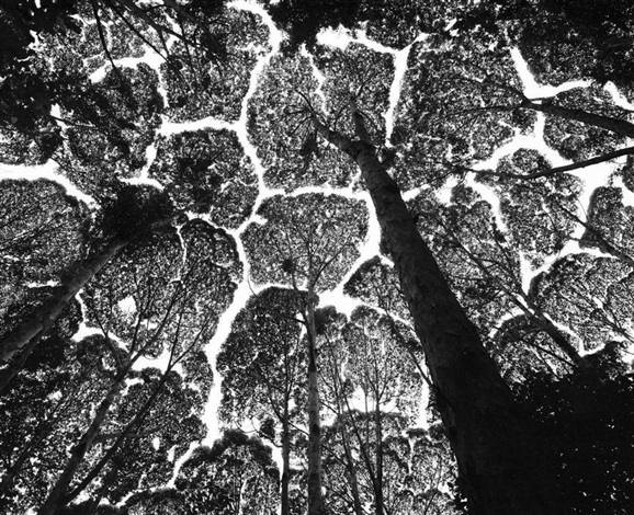 MALAYSIA. Kepong Forest Reserve. Crown shyness in the kapur tree ...
