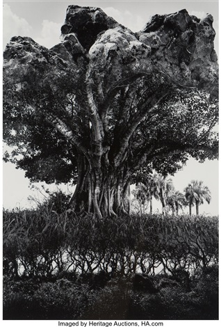 Rock-Tree by Jerry Uelsmann on artnet